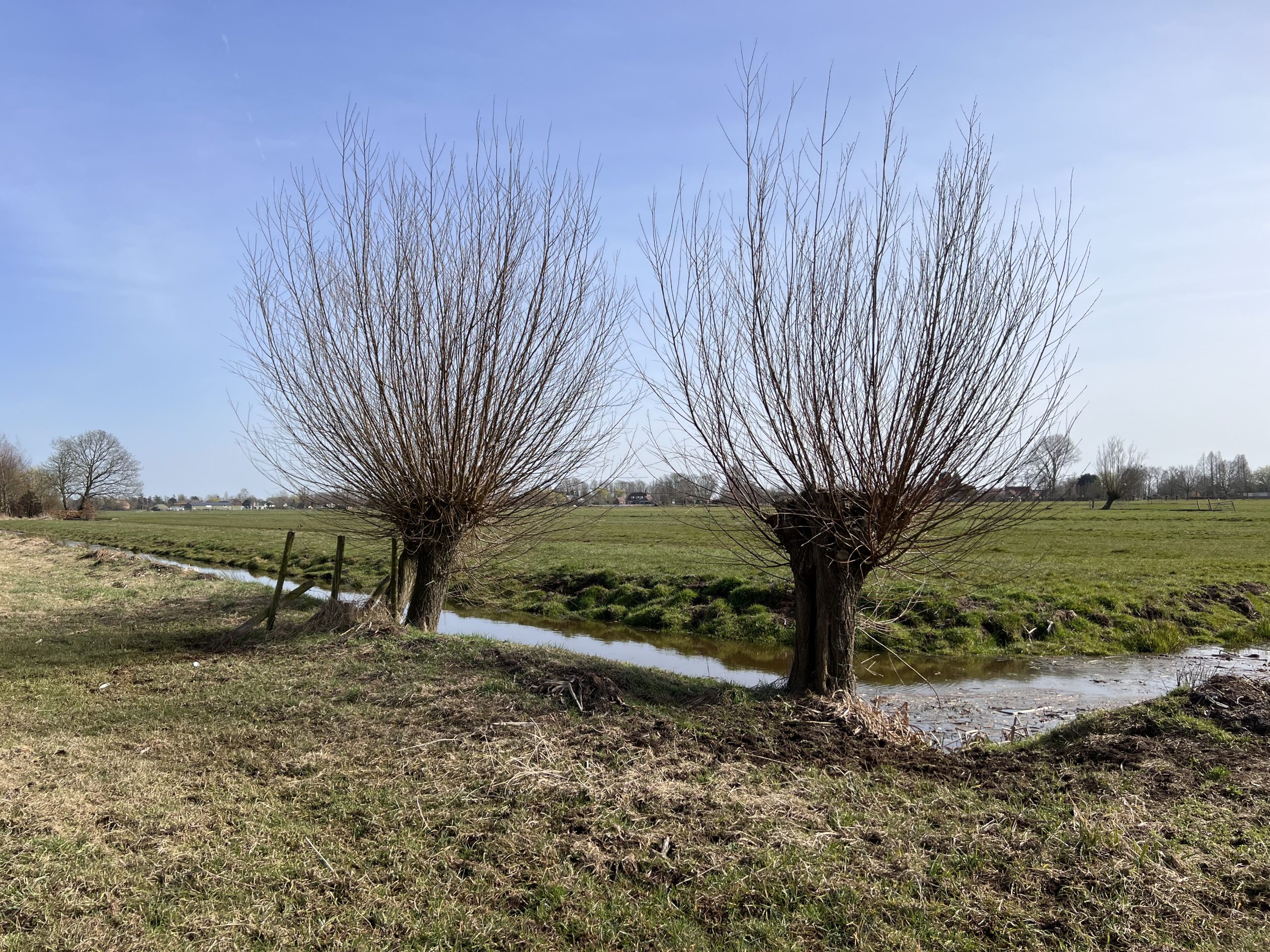 De Knotwilg geeft waardevol landschap | Alblasserwaard 750